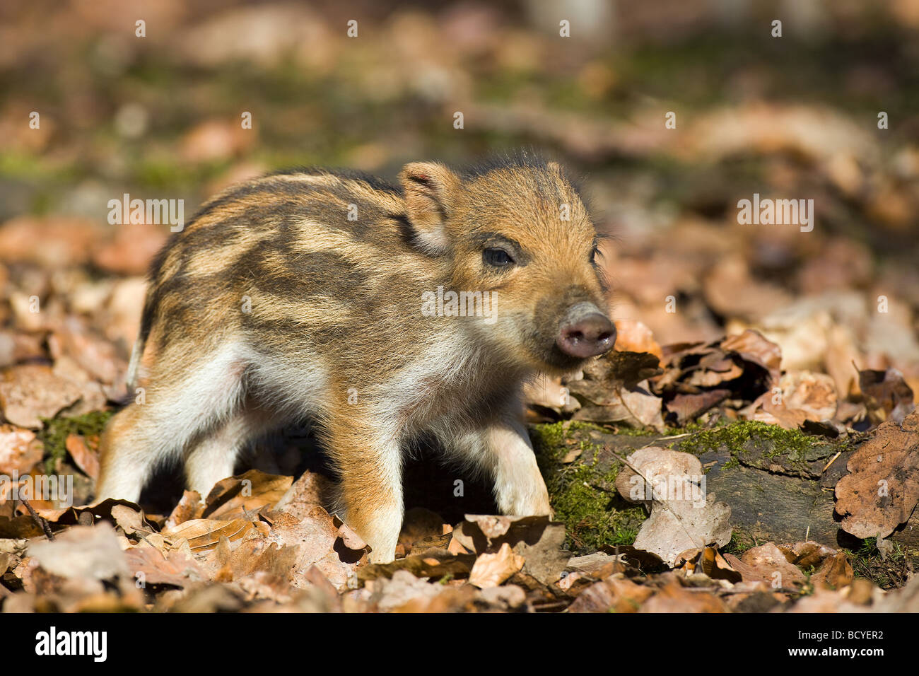 wild boar - shoat walking in foliage / Sus scrofa Stock Photo - Alamy