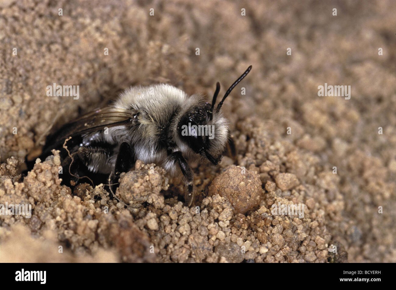 Burrowing bees hi-res stock photography and images - Alamy