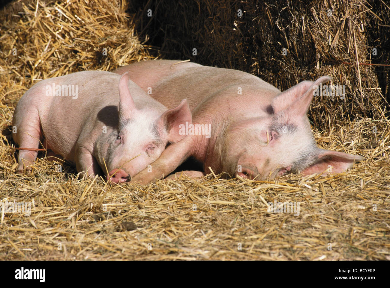Razorback pigs hi-res stock photography and images - Alamy