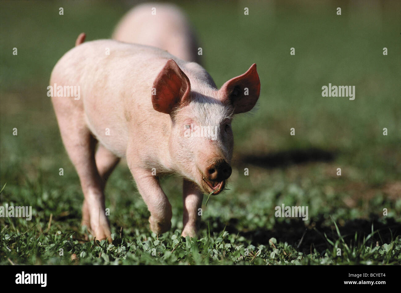 Pig pastures hi-res stock photography and images - Alamy