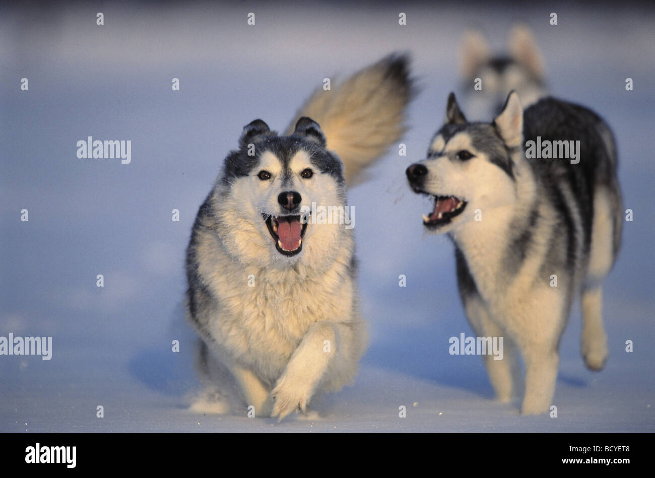 Male playing siberian husky dog hi-res stock photography and images - Alamy