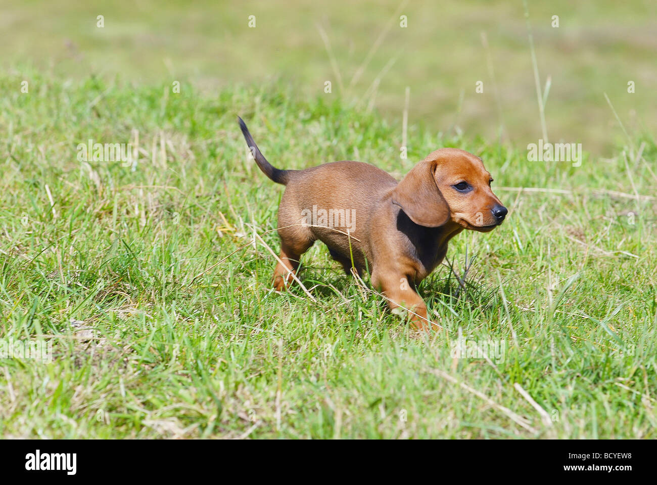 short-haired dachshund dog - puppy running on meadow Stock Photo - Alamy