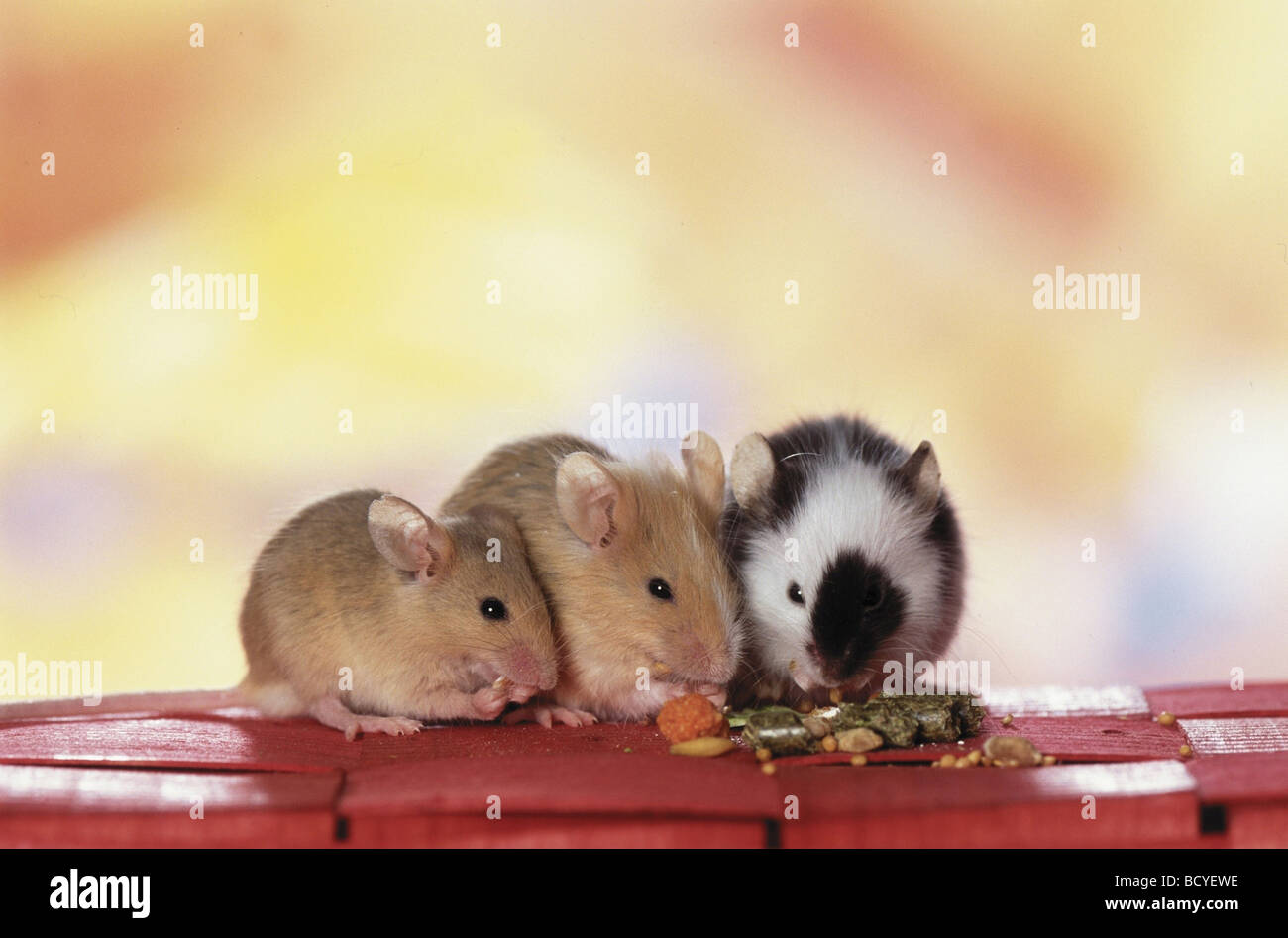 Fancy mouse cubs hi-res stock photography and images - Alamy