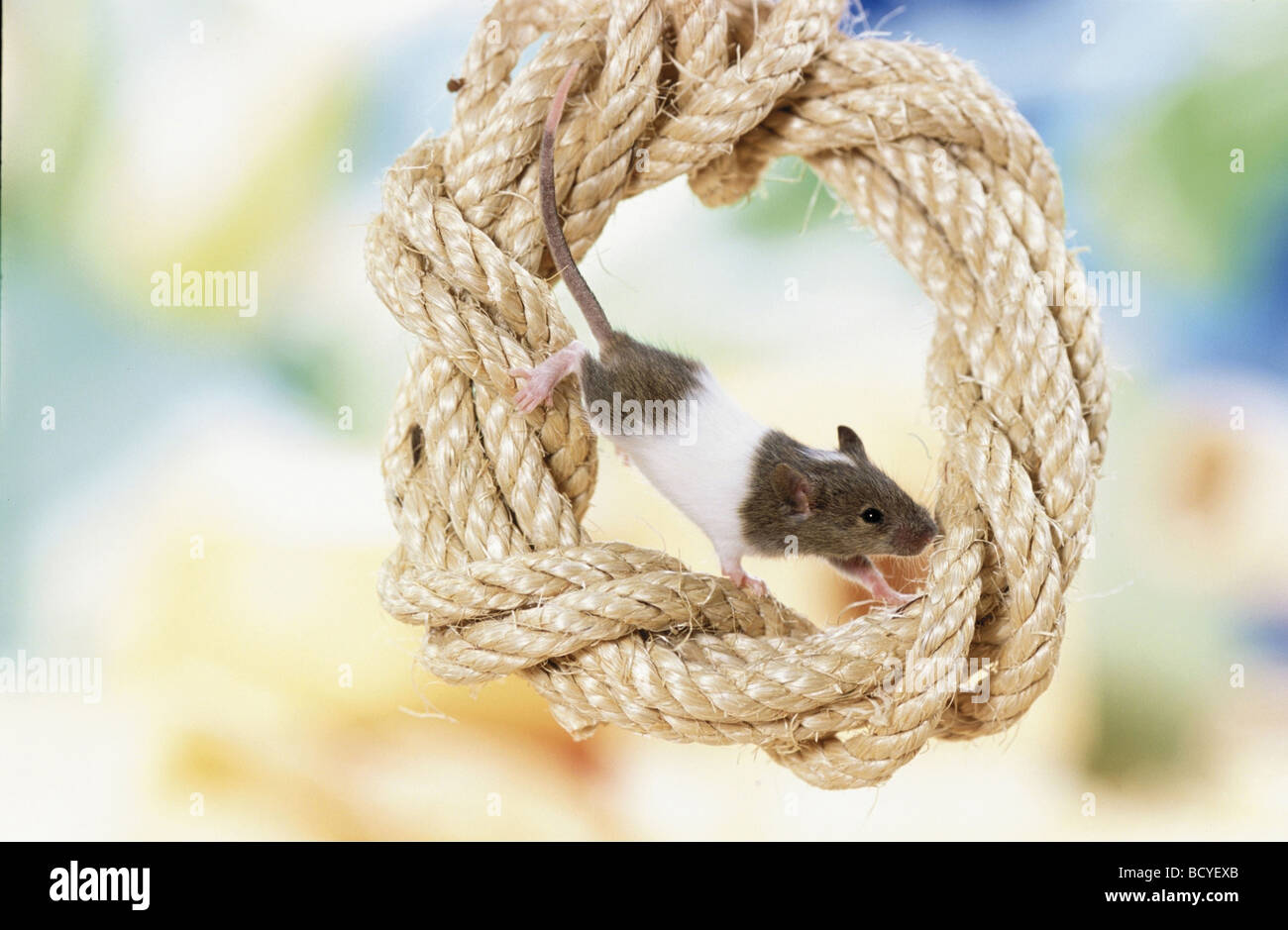 Fancy Mouse (Mus musculus) climbing in a sisal rope Stock Photo - Alamy