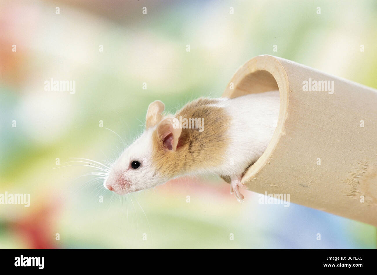Fancy mice playing hi-res stock photography and images - Alamy