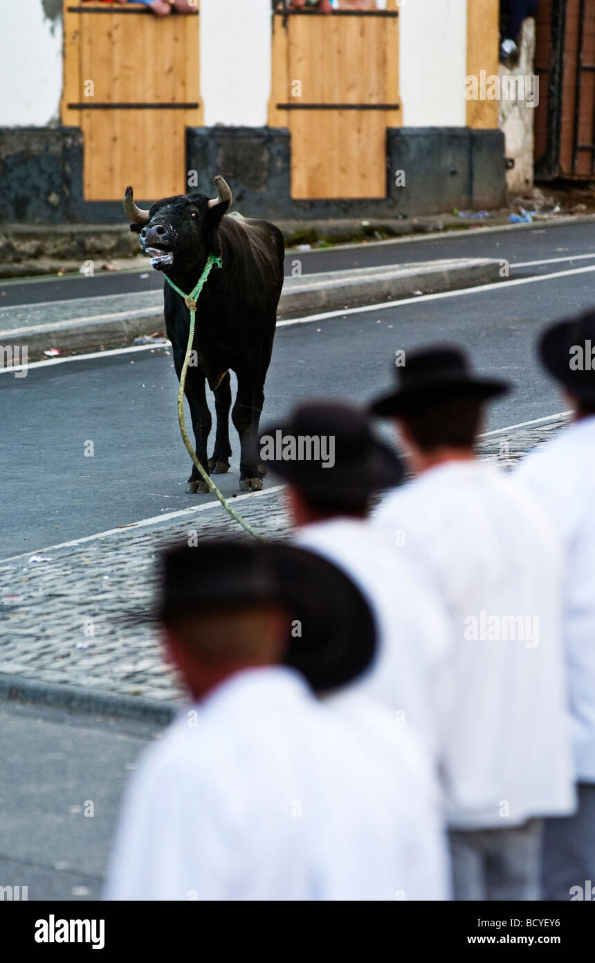 Traditional rope bullfights at Terceira island in Azores Stock Photo ...