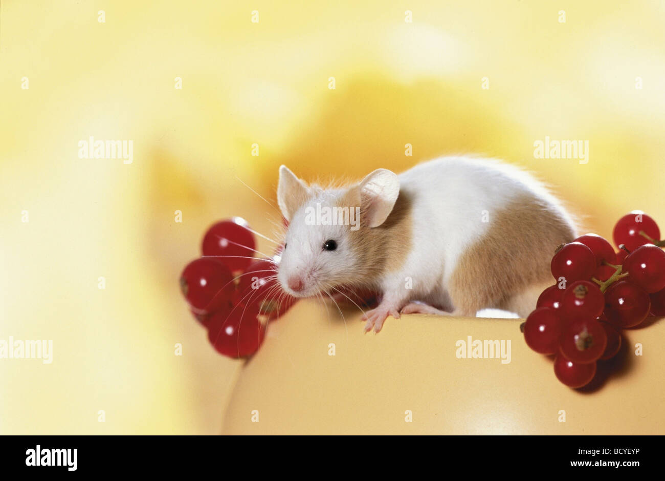 Ted berries hi-res stock photography and images - Alamy