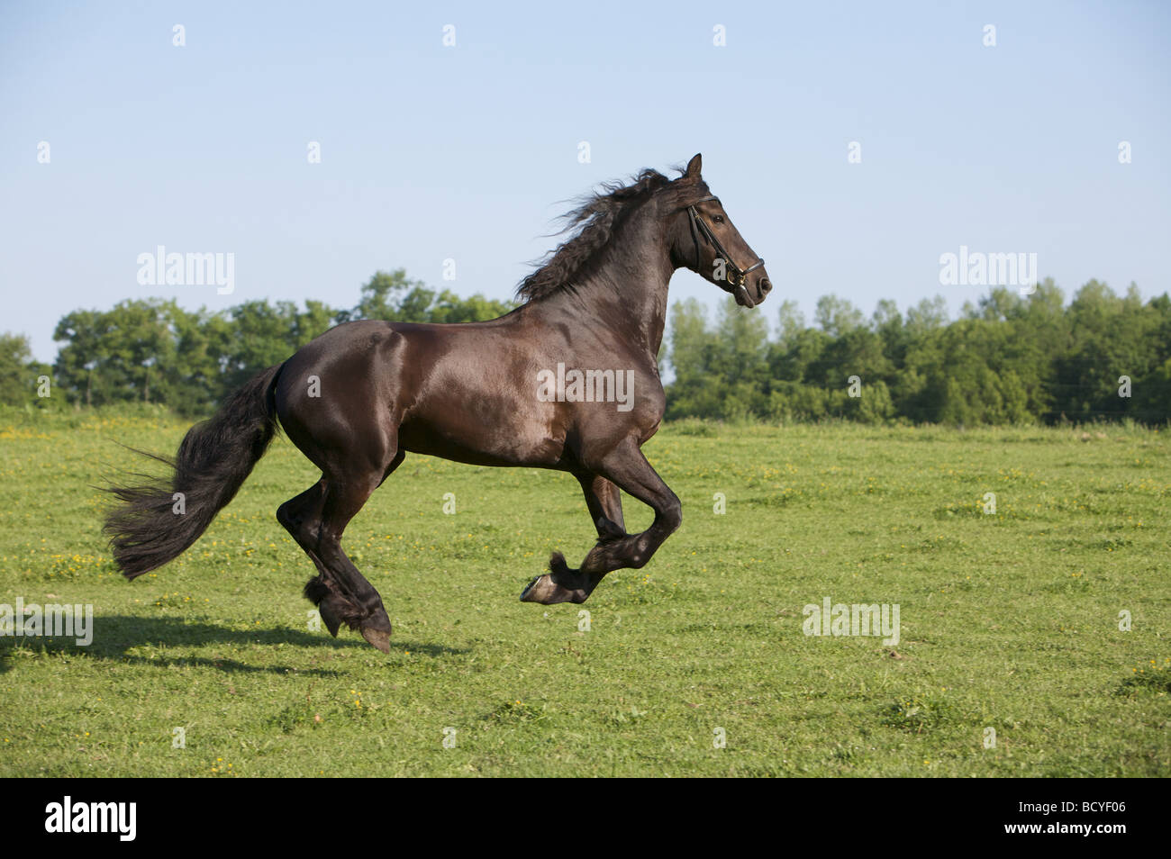 Friesian horse - galloping on meadow Stock Photo - Alamy