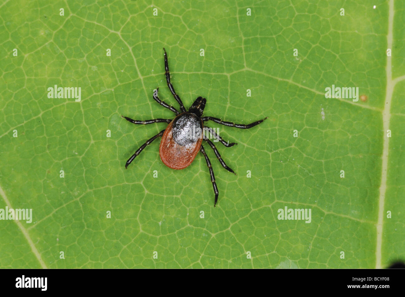 tick / ixodides Stock Photo - Alamy