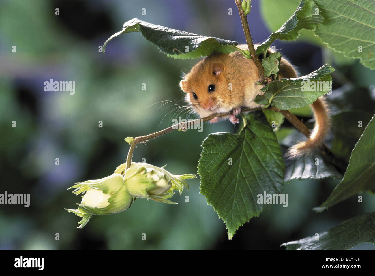 Hazel scrub hi-res stock photography and images - Alamy
