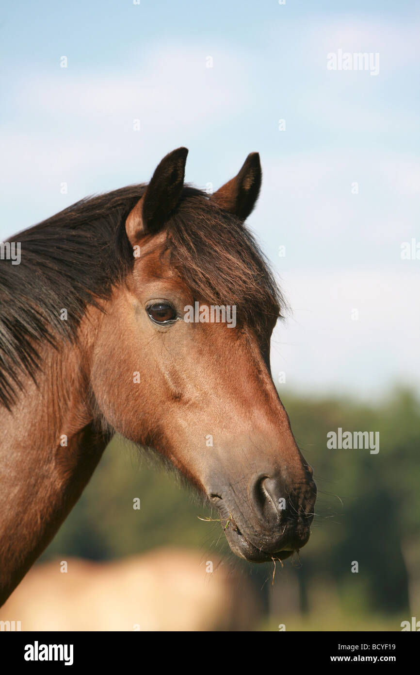 Welsh Pony horse - portrait Stock Photo - Alamy