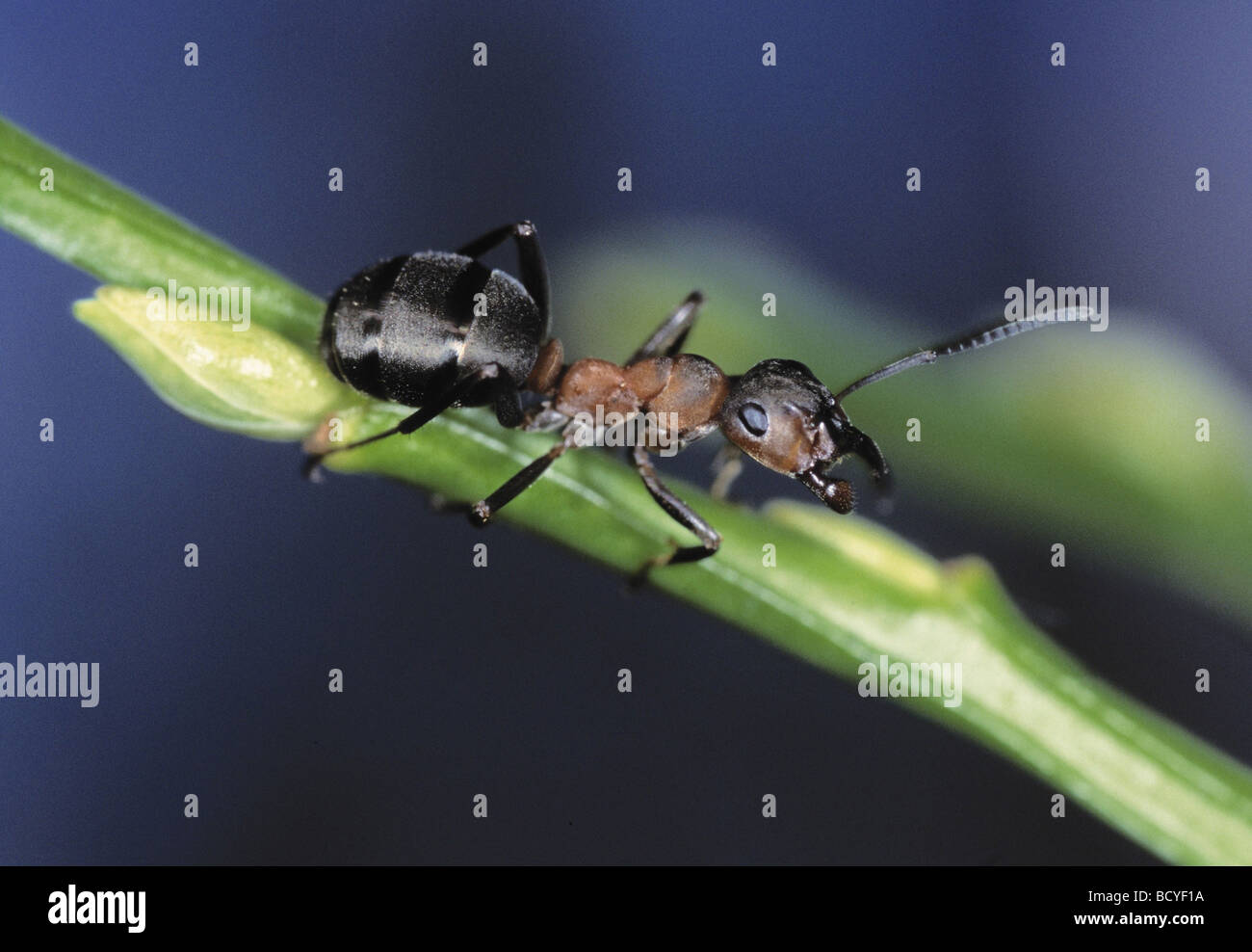 formica / wood ant Stock Photo - Alamy