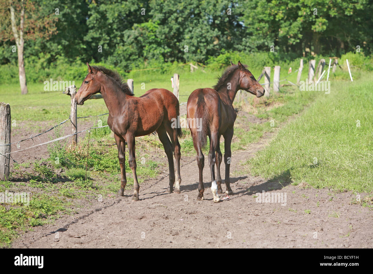 Oldenburg horse - two foals Stock Photo - Alamy