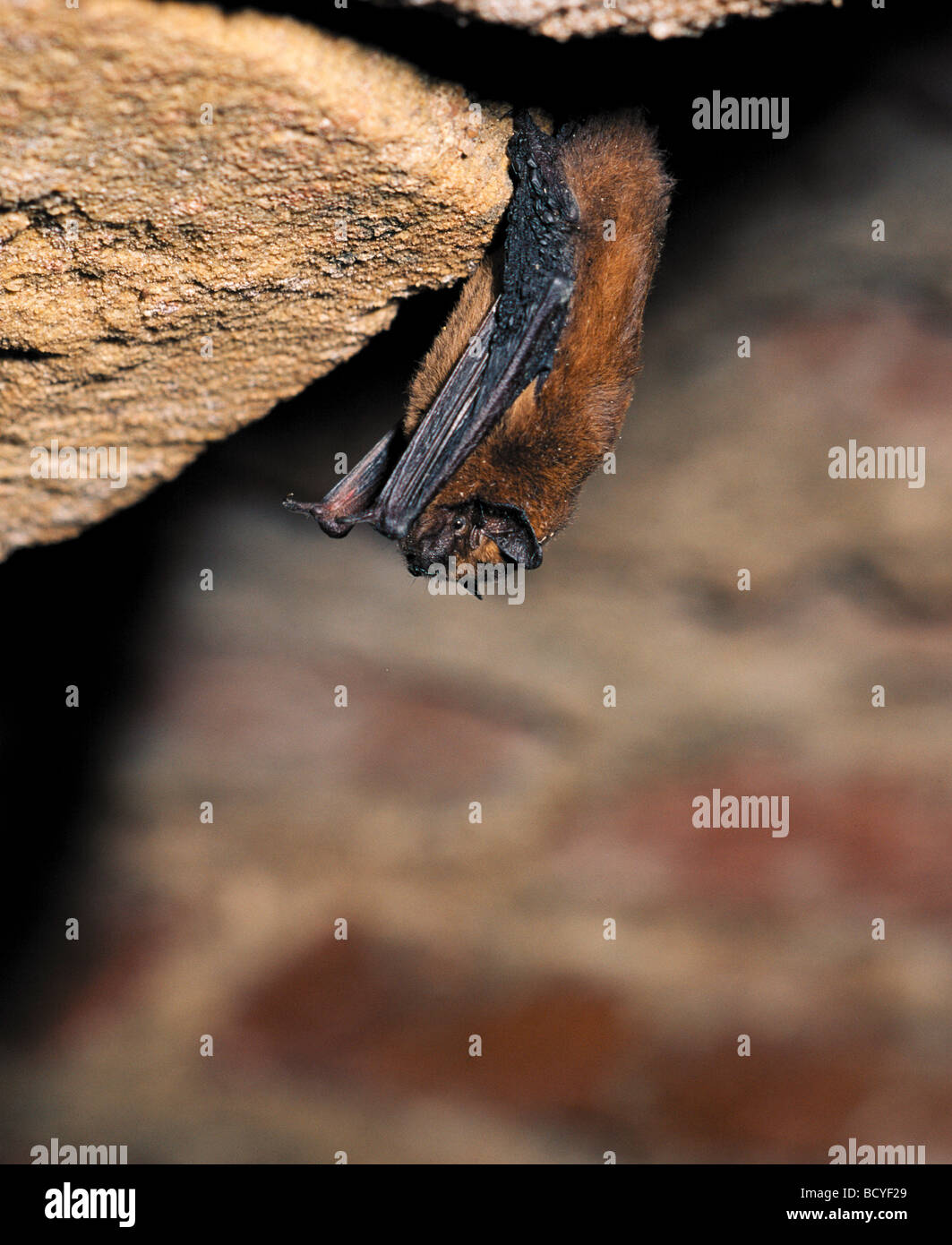 Pipistrelles hi-res stock photography and images - Alamy