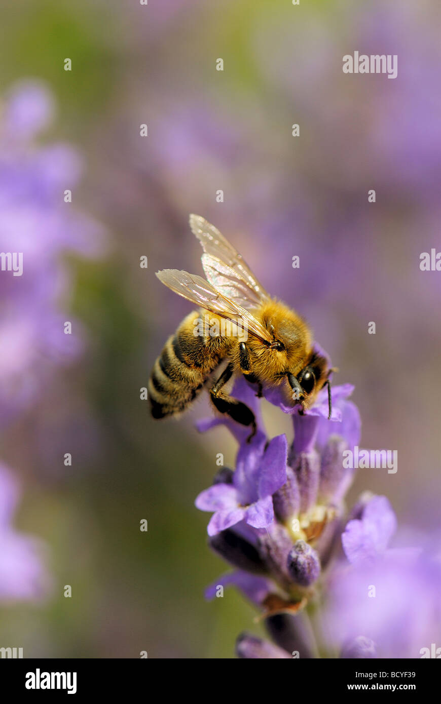 European Honey Bee, Western Honey Bee (Apis mellifera, Apis mellifica ...