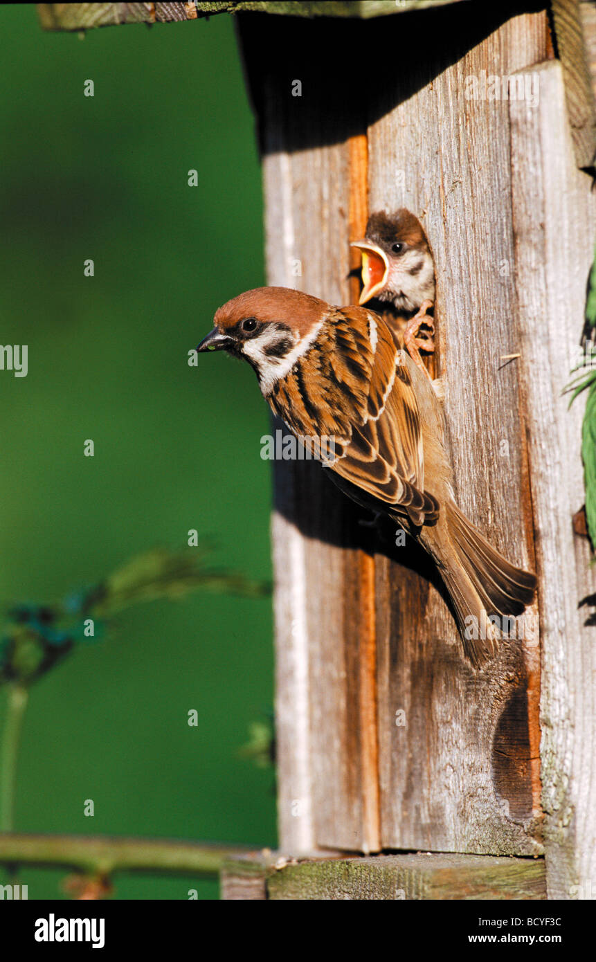 Sparrow bird nest hi-res stock photography and images - Alamy
