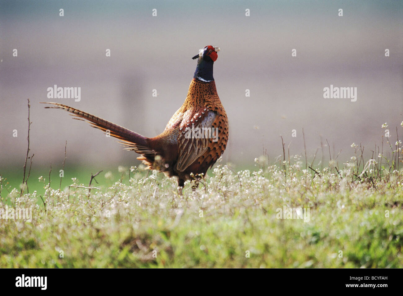 Phasianus colchicus / Pheasant Stock Photo - Alamy