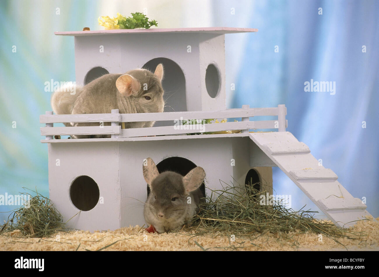 Chinchilla house hi-res stock photography and images - Alamy