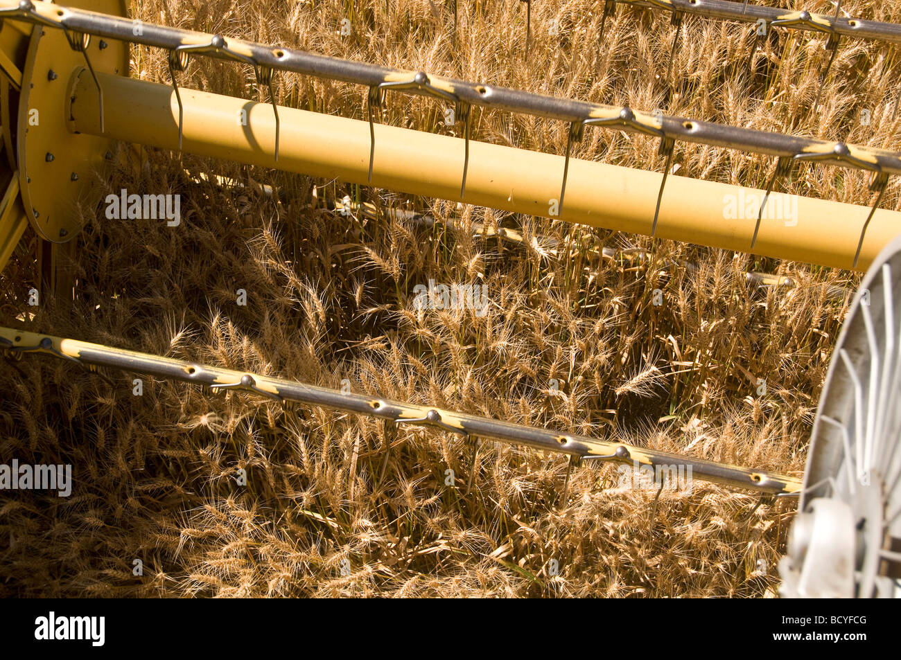 Close up combine harvesting wheat hi-res stock photography and images ...