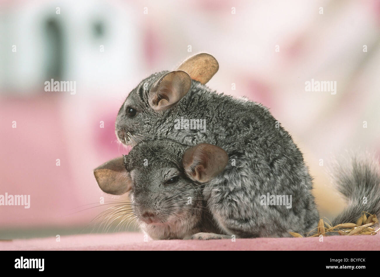 Chinchilla. Two animals cuddle up to each other Stock Photo - Alamy
