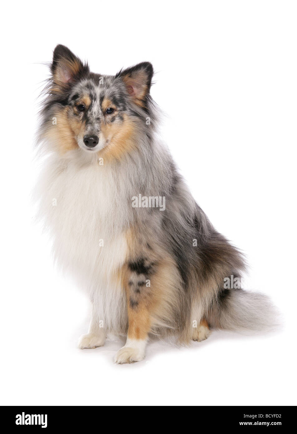 Blue Merle Sheltie Cut Out Stock Images & Pictures - Alamy