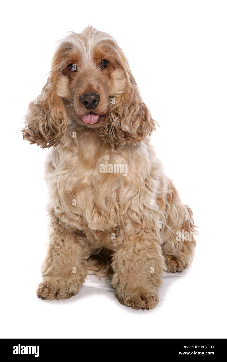 English cocker spaniel tongue Cut Out Stock Images & Pictures - Alamy