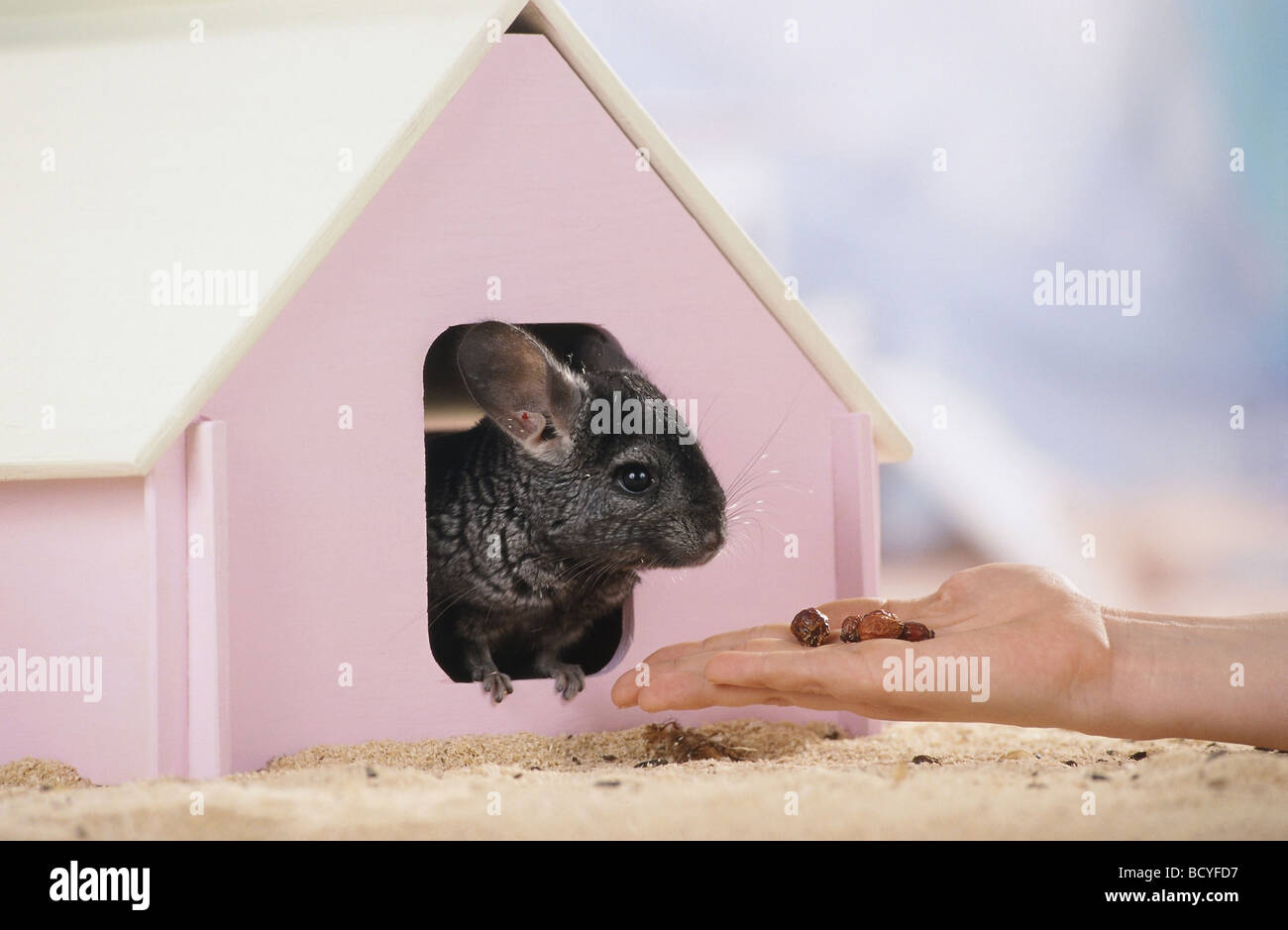 Chinchilla house hi-res stock photography and images - Alamy