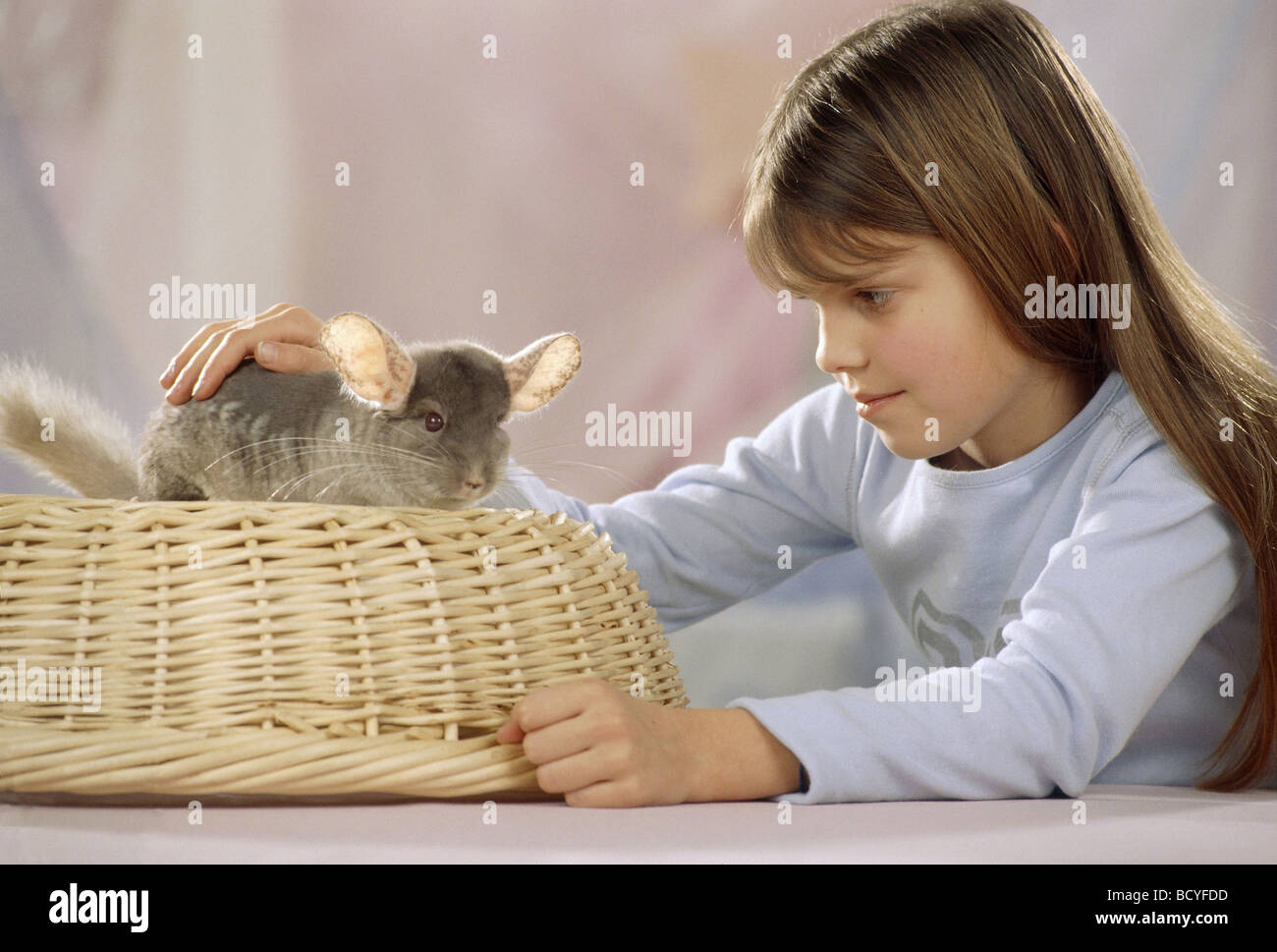 Chinchilla (Chinchilla chinchilla). Little girl stroking chinchilla ...