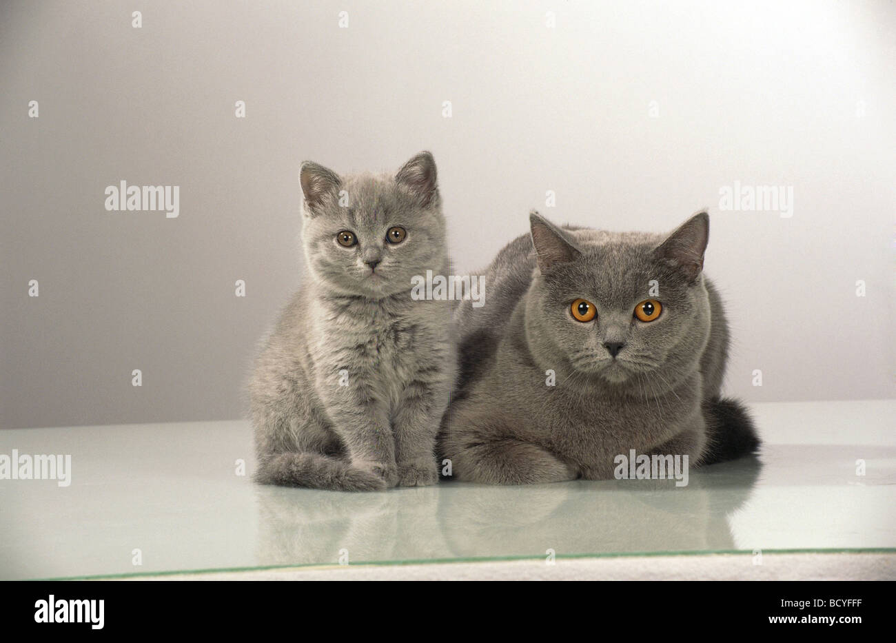 Chartreux cat. Mother with kitten on a glass plate. Germany Stock Photo ...