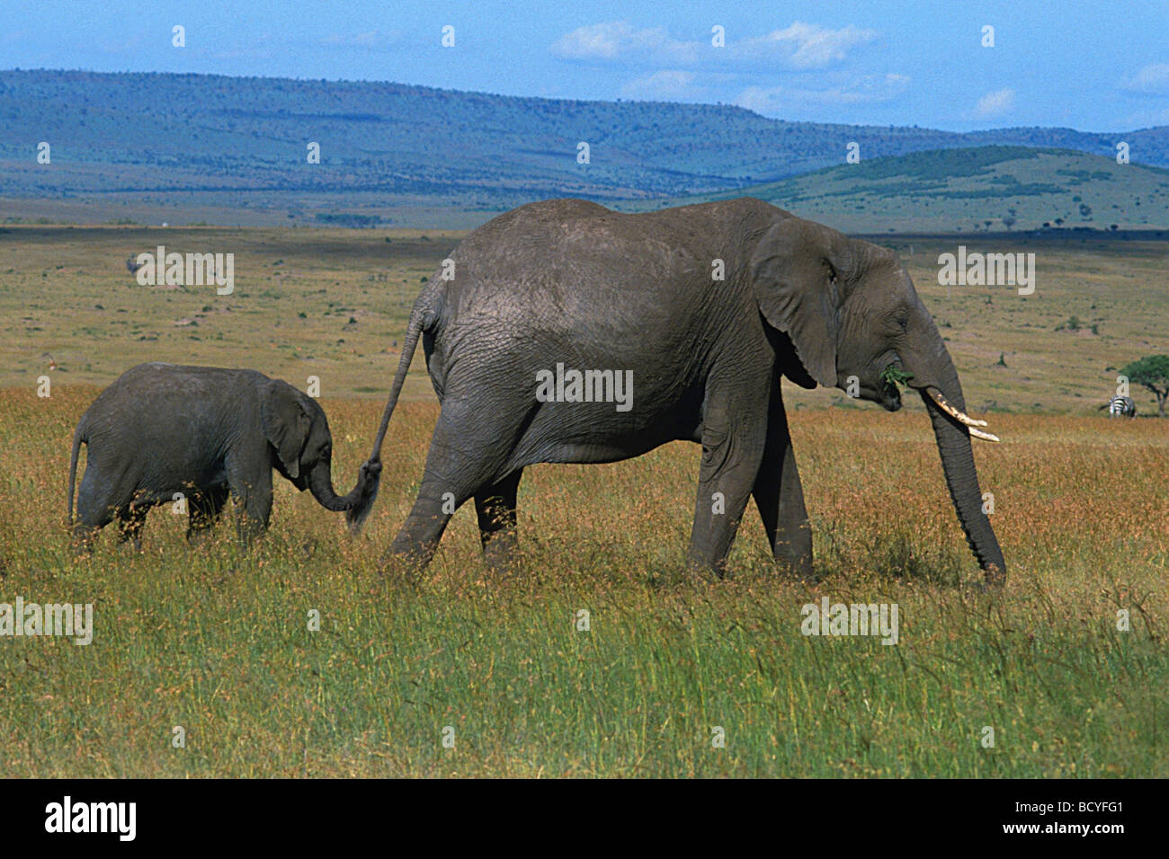 elephant with cub Stock Photo - Alamy