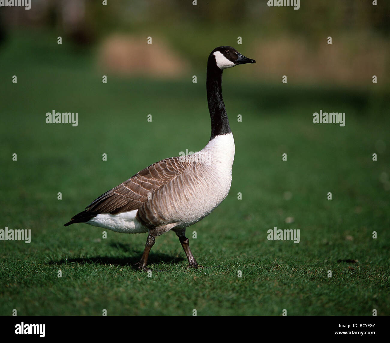 Brant canadensis hi-res stock photography and images - Alamy