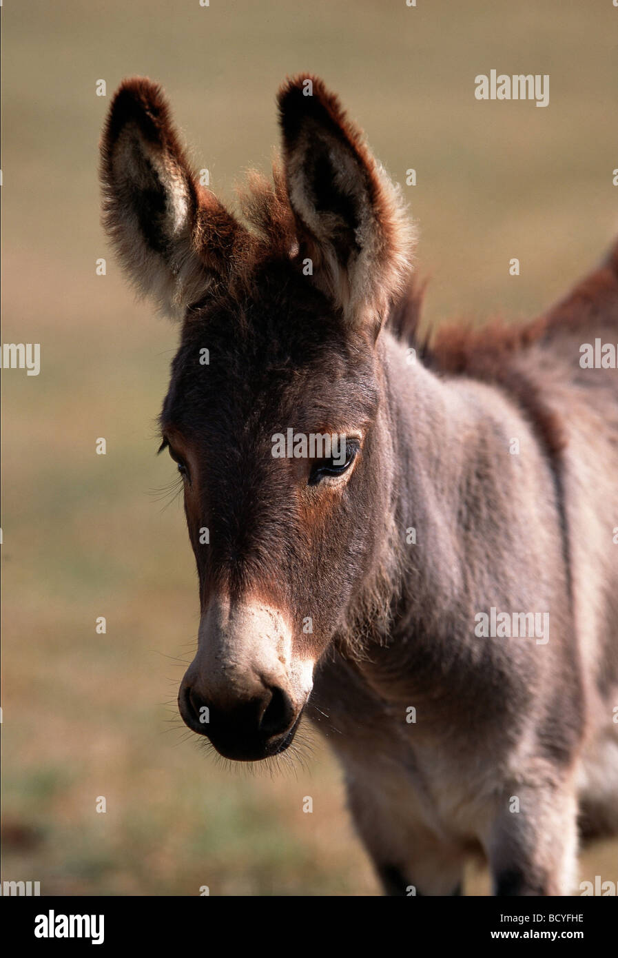 equus africanus / donkey , burro Stock Photo - Alamy