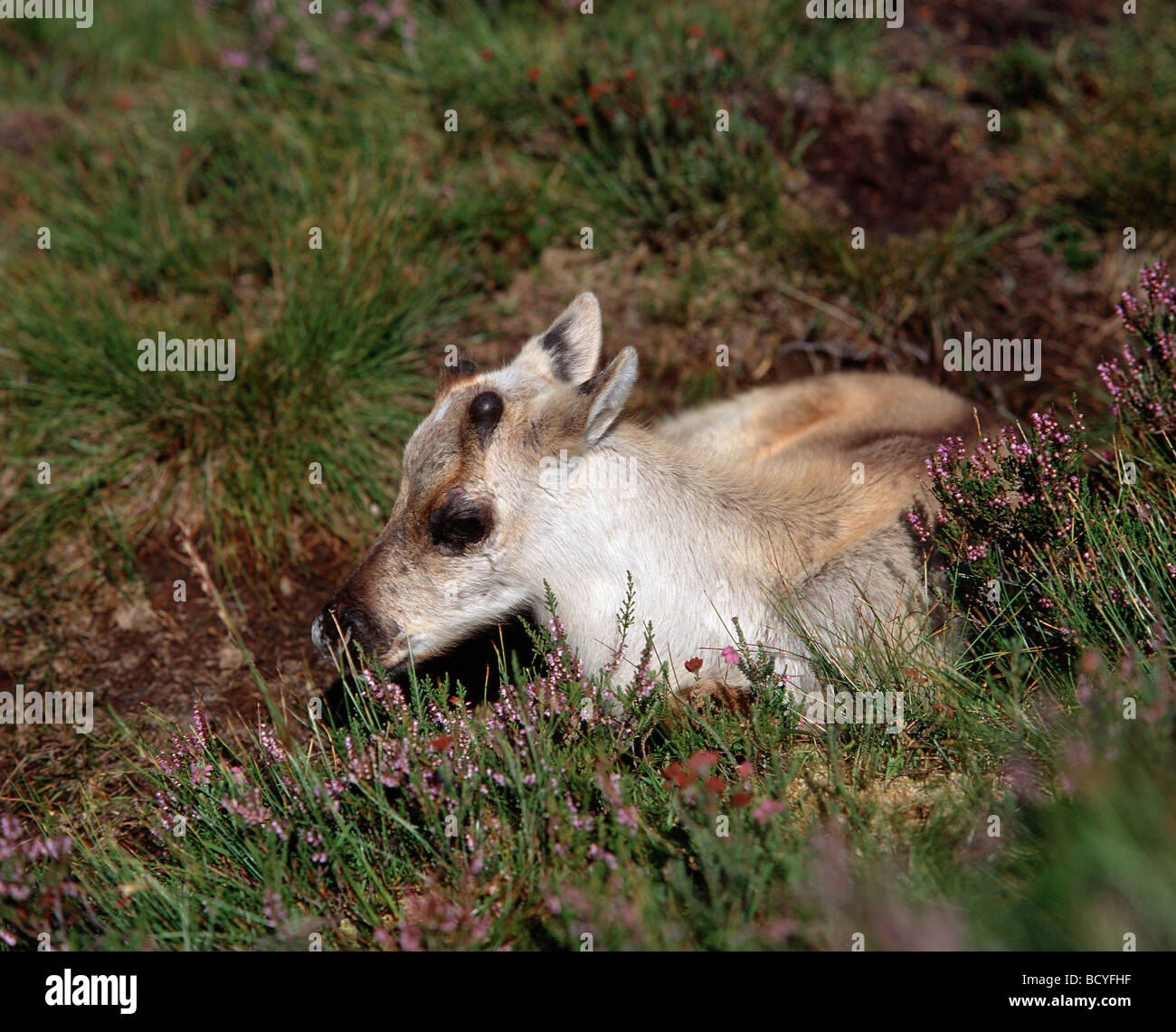 Rangifer tarandus cows hi-res stock photography and images - Alamy