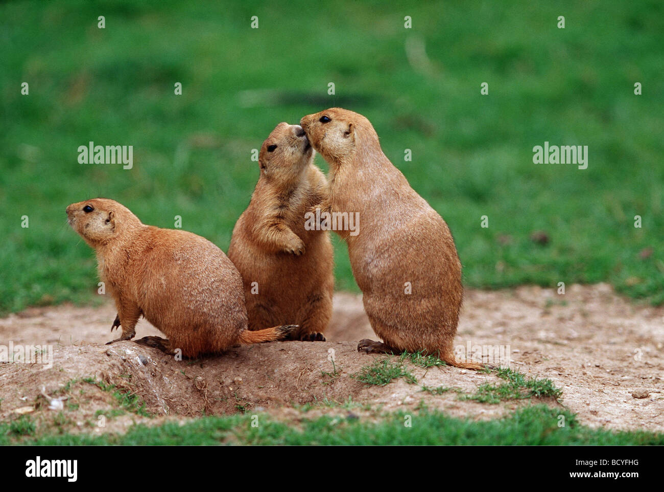cynomys / prairie dogs Stock Photo - Alamy