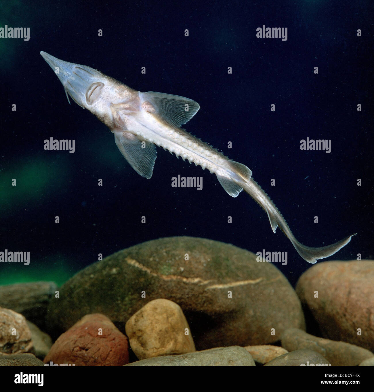 sterlet / acipenser ruthenus Stock Photo - Alamy