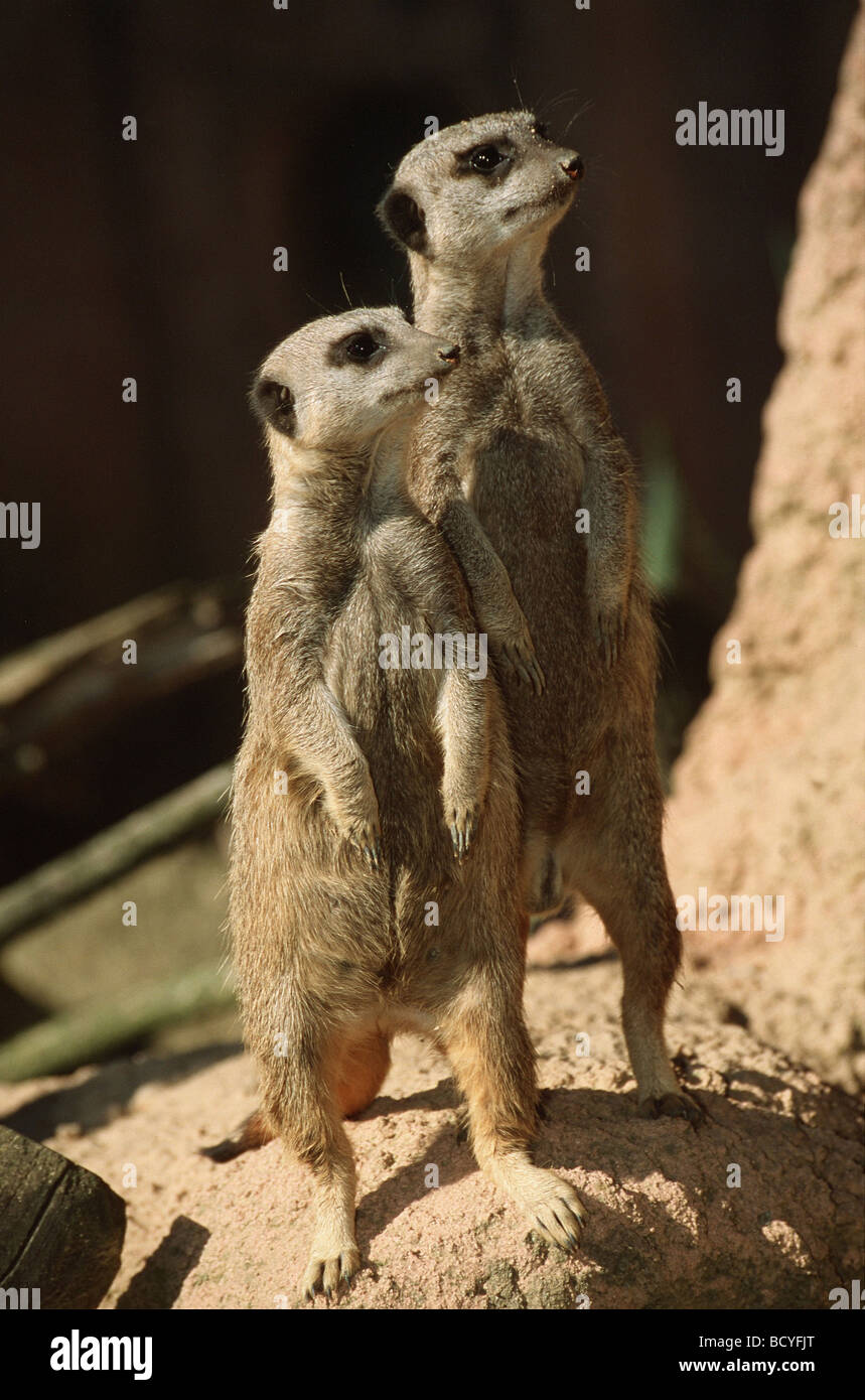 Meerkats suricates suricata suricatta standing hi-res stock photography ...