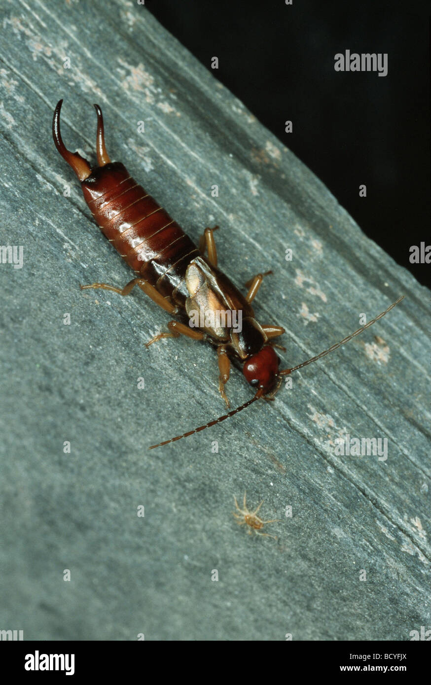Common Earwig (Forficula auricularia) on a leaf Stock Photo - Alamy
