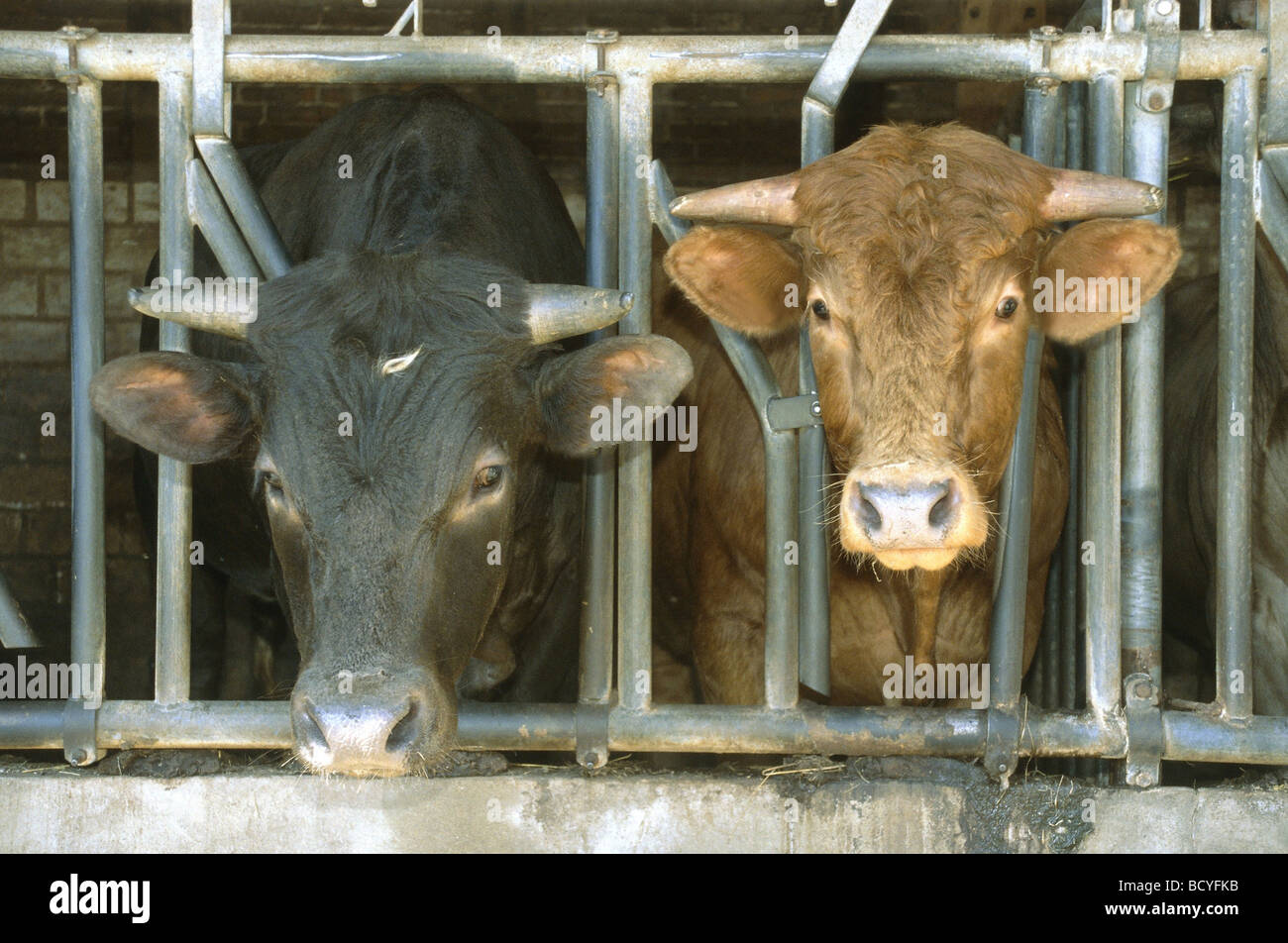 2 cows in stable Stock Photo - Alamy