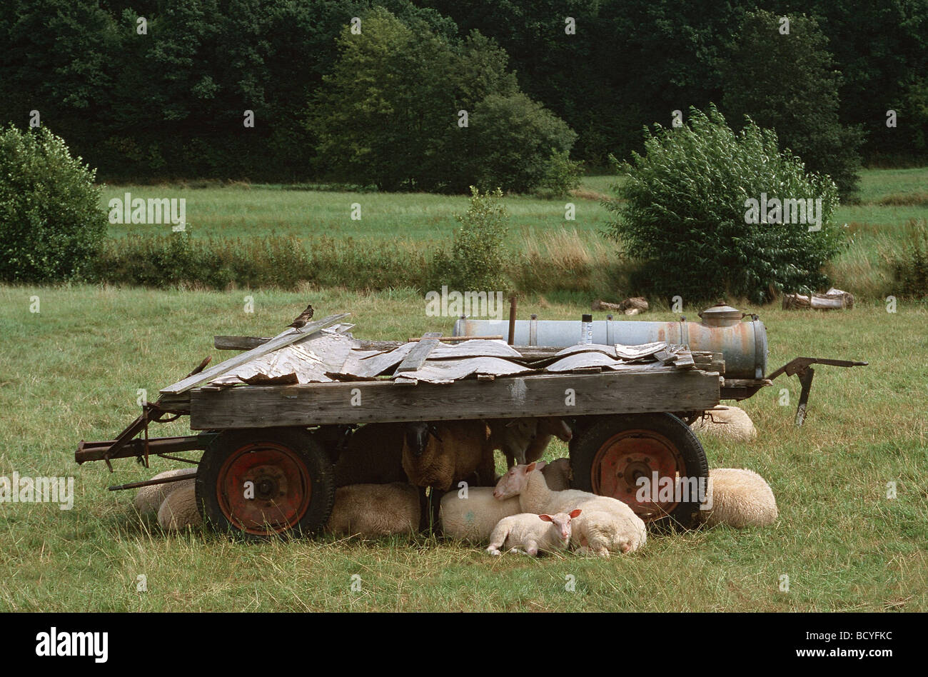 Pack of sheep hi-res stock photography and images - Alamy