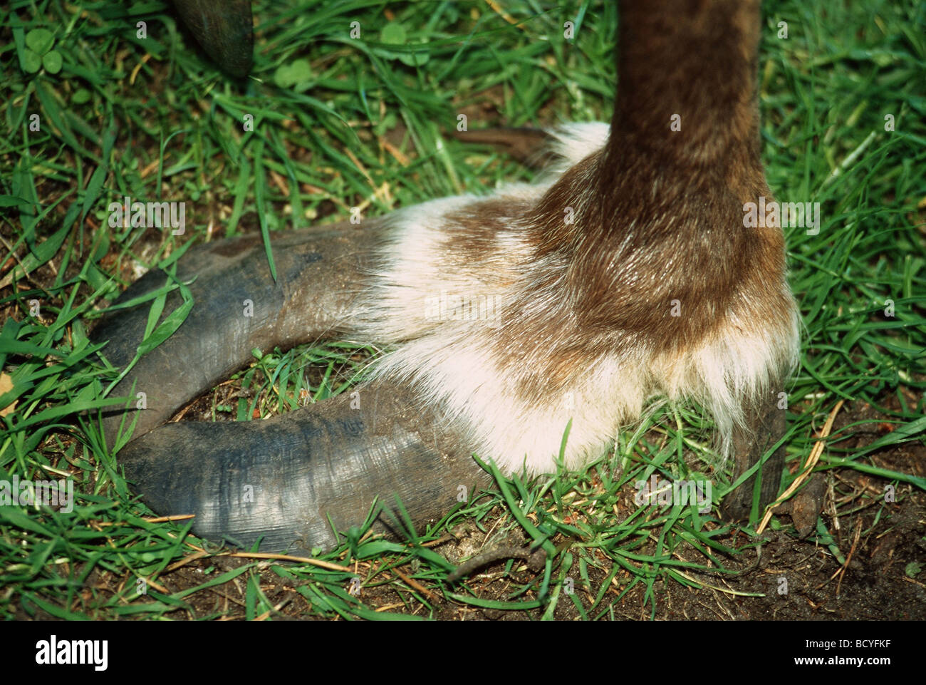 Reindeers hoof hoofs hi-res stock photography and images - Alamy