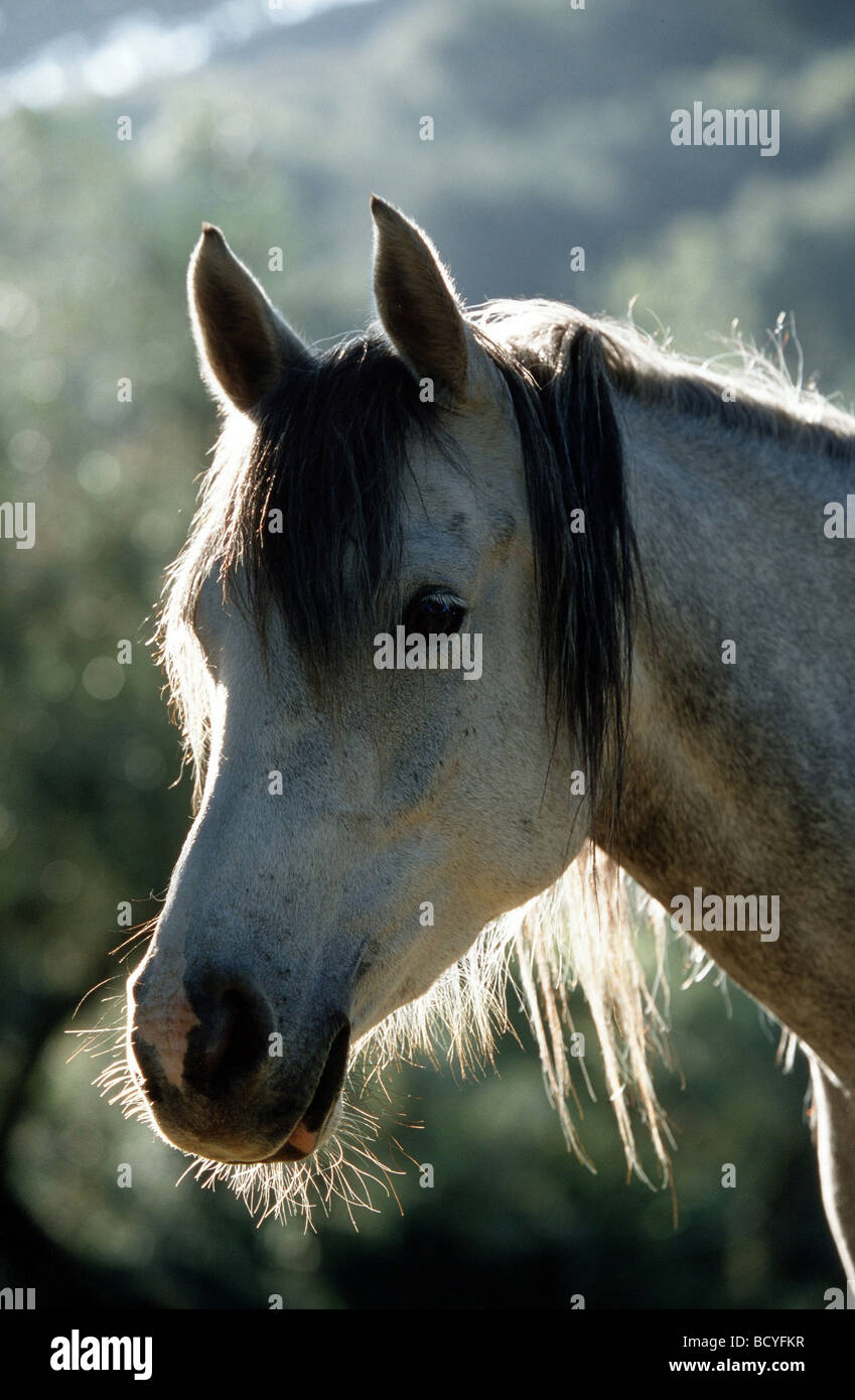 Russia russian horse horses hi-res stock photography and images - Alamy
