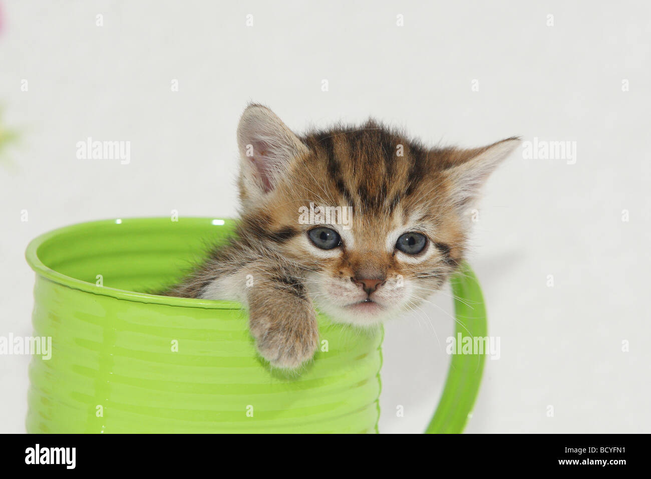 Ewer hi-res stock photography and images - Alamy