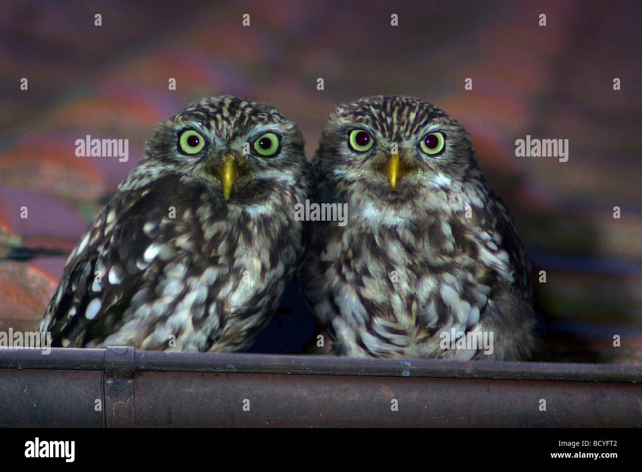Little Owl (Athene noctua). Two birds in a rain gutter Stock Photo - Alamy