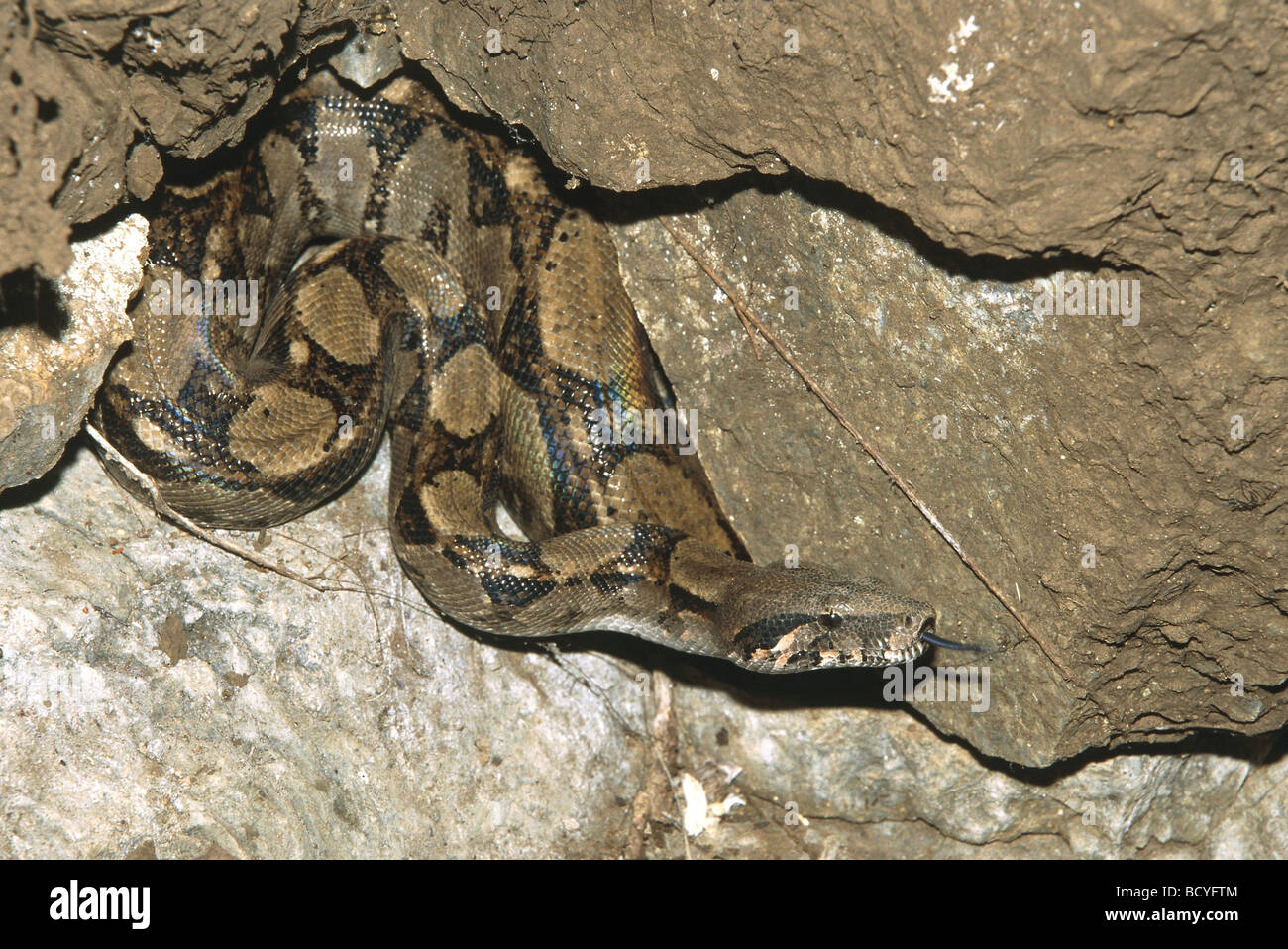 Boas constrictors hi-res stock photography and images - Alamy