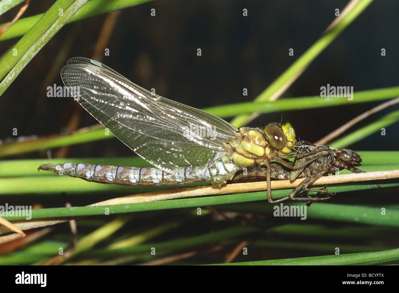 Hatching of the dragonfly hi-res stock photography and images - Alamy