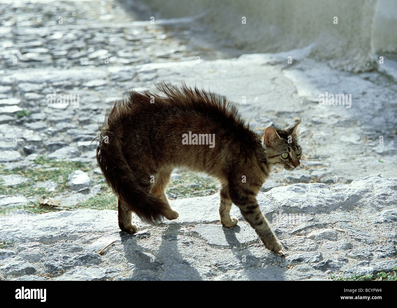 Bristling hairs hi-res stock photography and images - Alamy