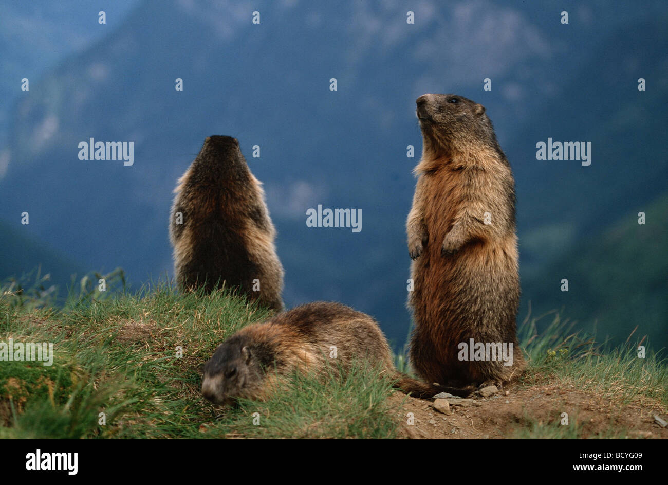 marmota bobak / alpine bobac marmot Stock Photo - Alamy