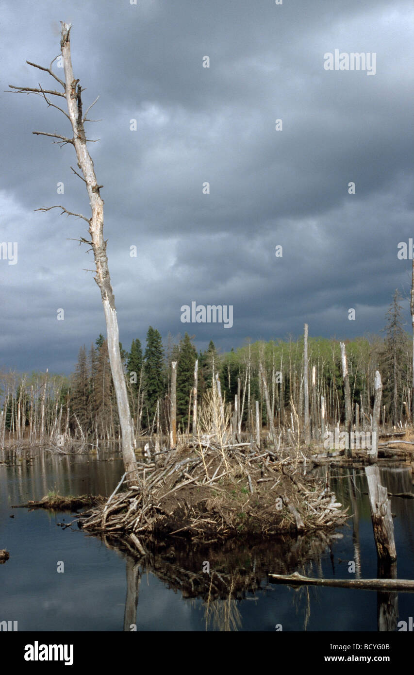 Beaver nest hi-res stock photography and images - Alamy