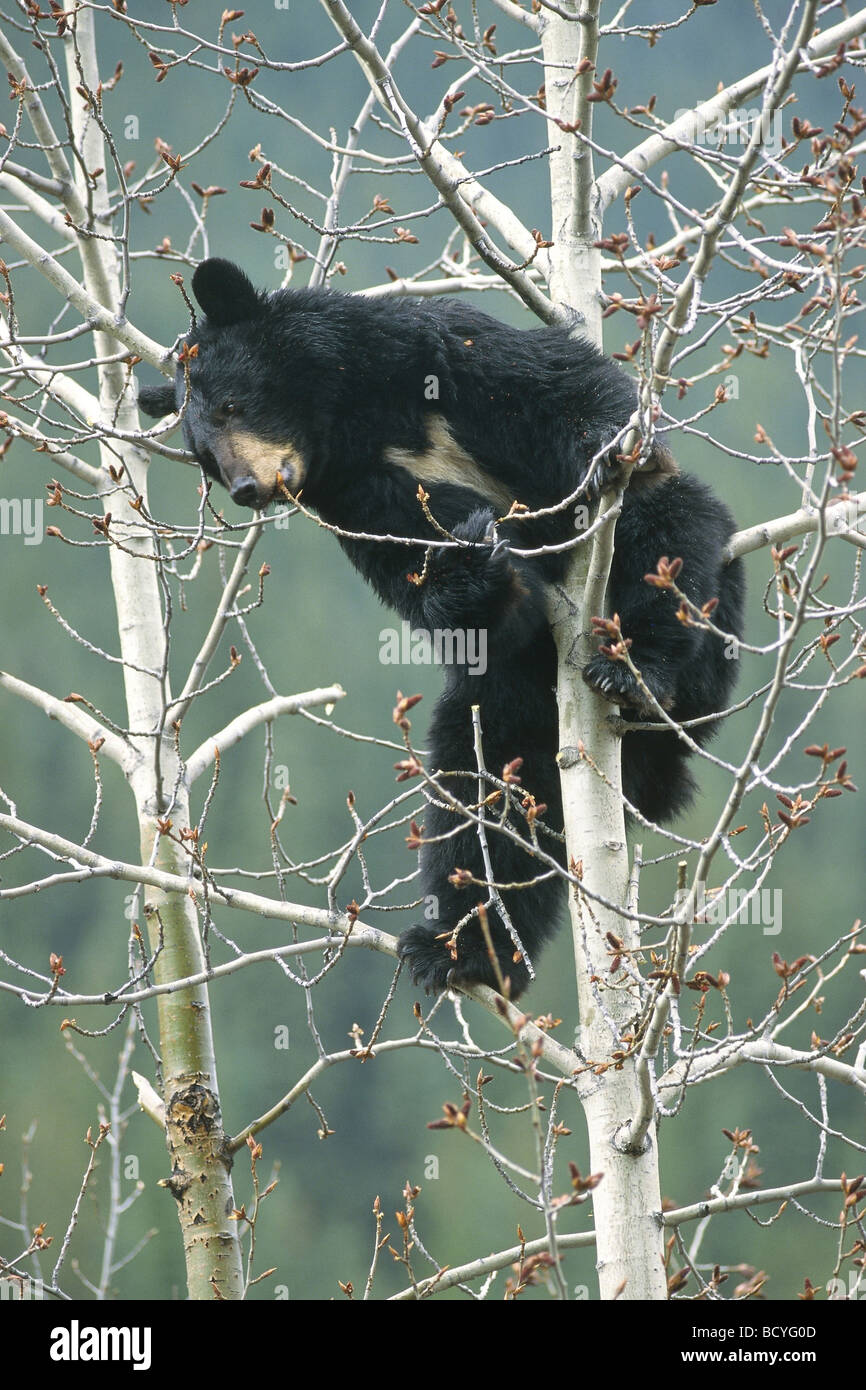 American black bears climb hi-res stock photography and images - Alamy