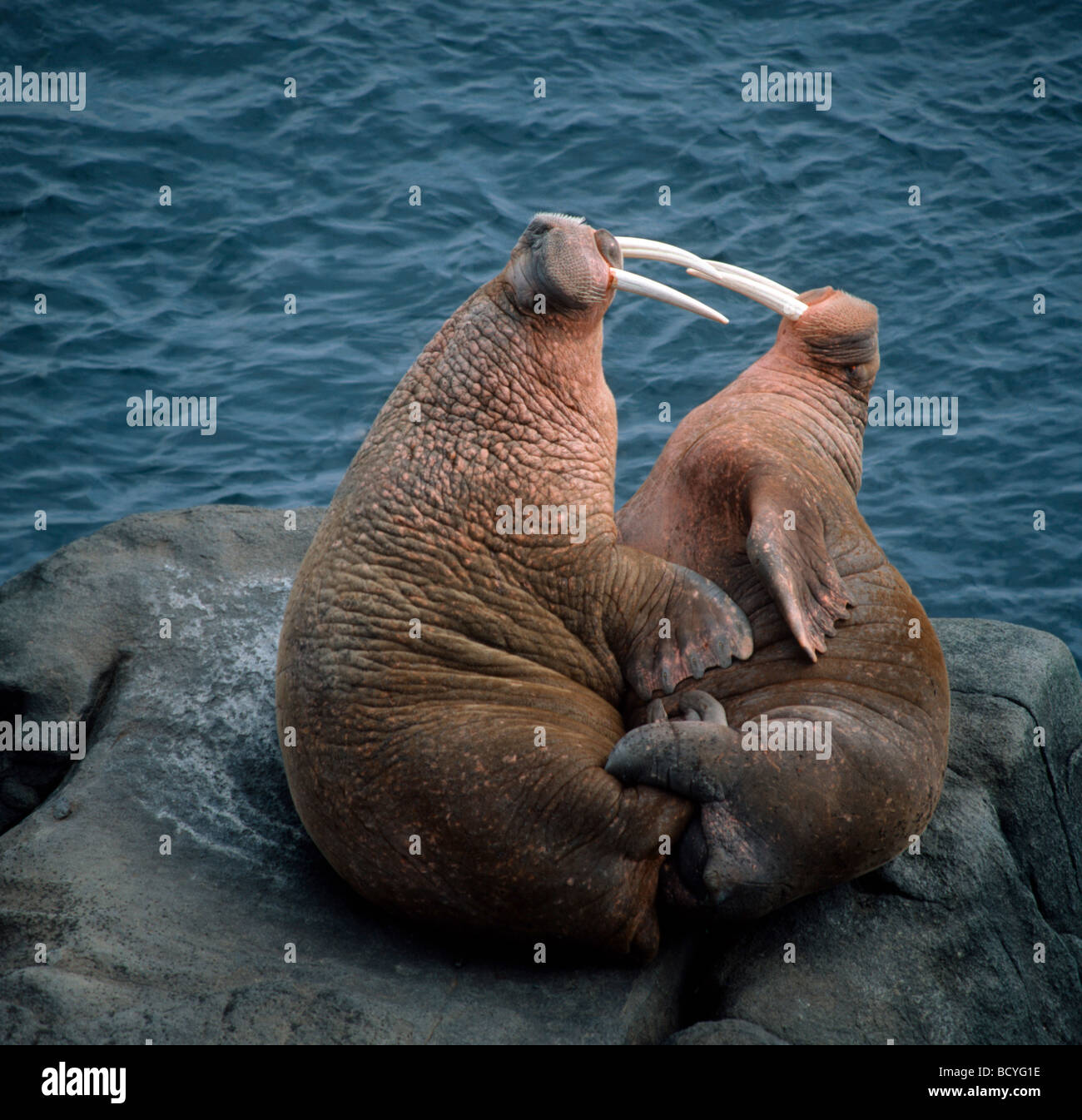 Odobenus rosmarus fighting hi-res stock photography and images - Alamy